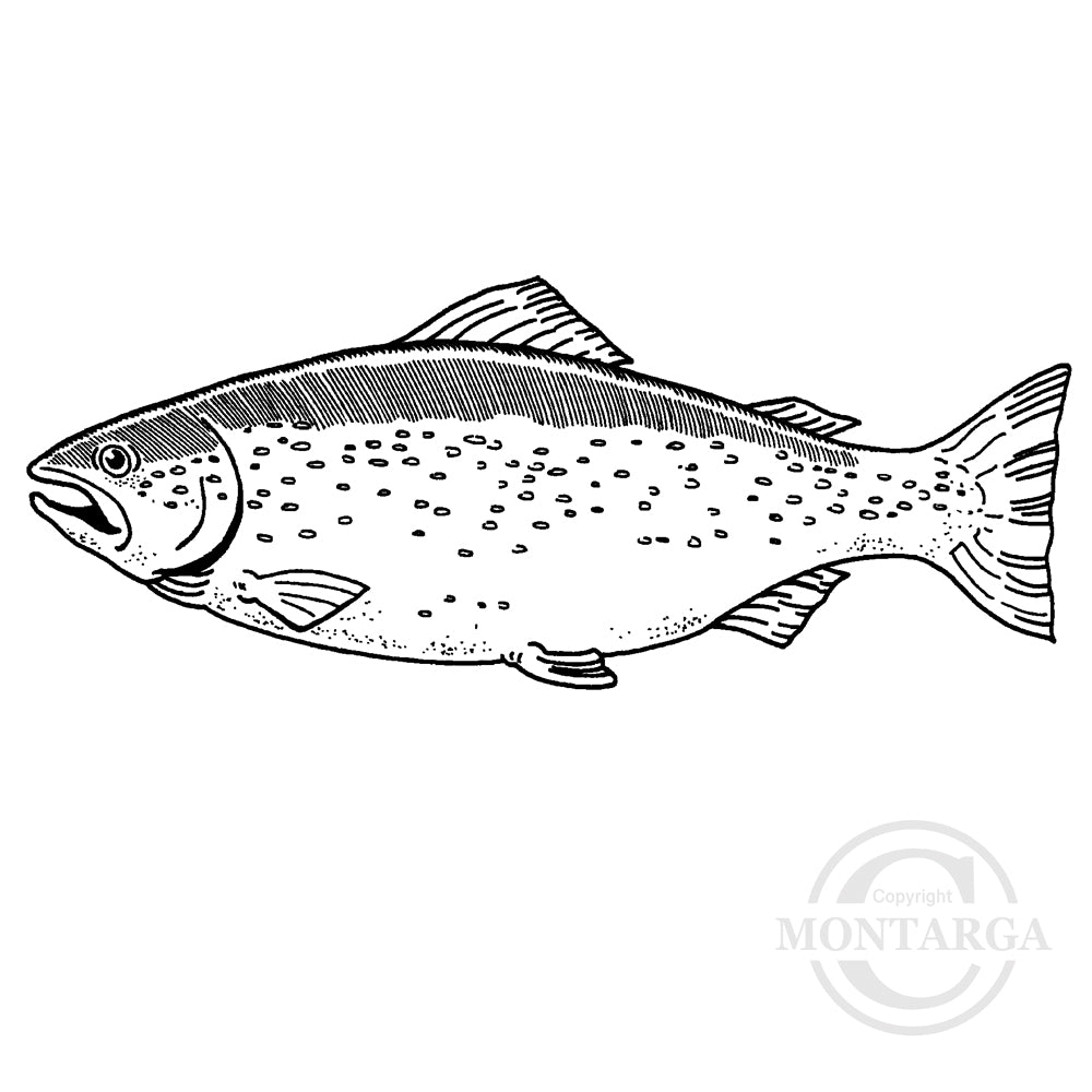 1481 FF - Trout Rubber Stamp – Rubber Stamps by Montarga
