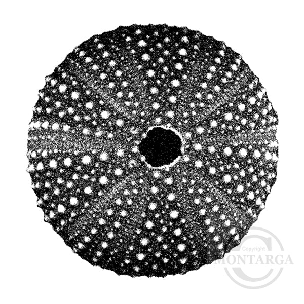 1968 D - Kina Shell Rubber Stamp – Rubber Stamps by Montarga